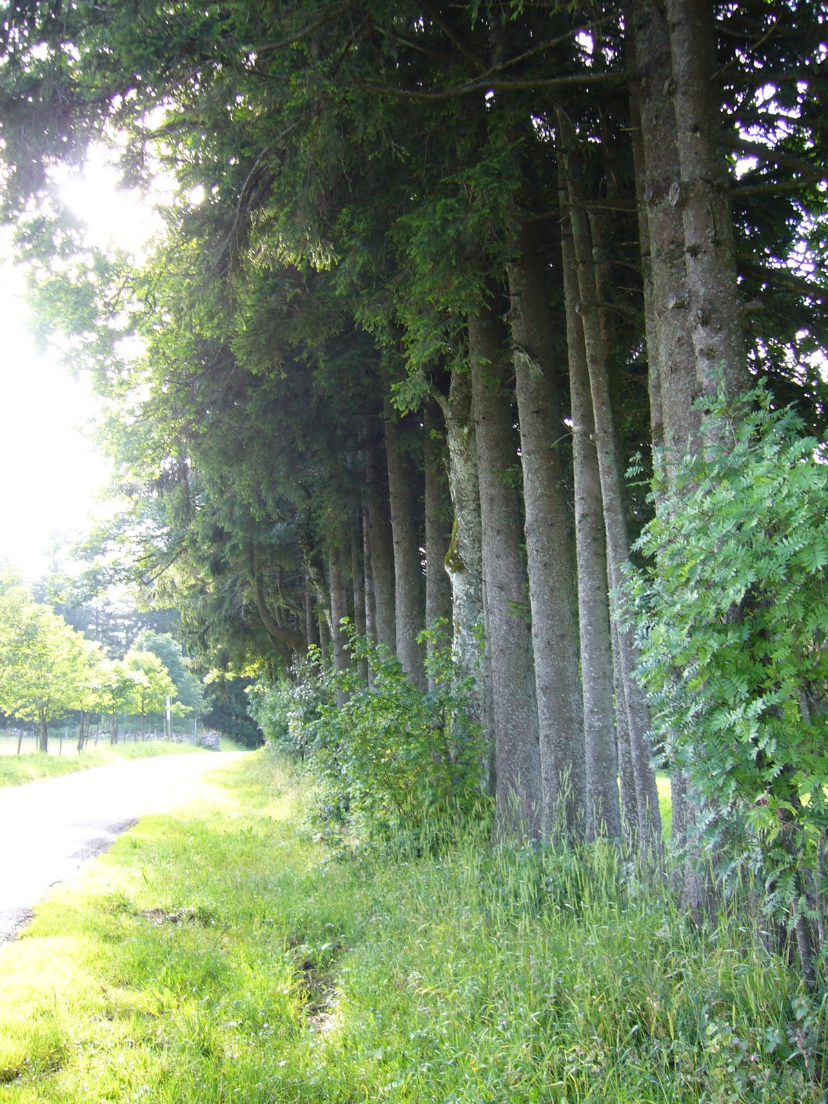 Dhamma Sumeru Vipassana Meditation Center in Mont-Soleil, Switzerland ...